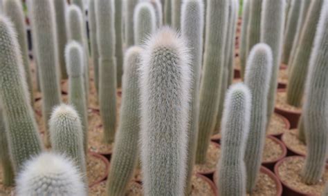 Conoce El Cactus Cola De Mono