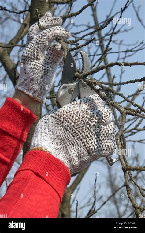 Man Pruning Tree In A Garden Using Garden Scissors Stock Photo Alamy