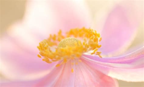 Essential Steps For Hanging Canvas Prints Paradise Canvas Prints