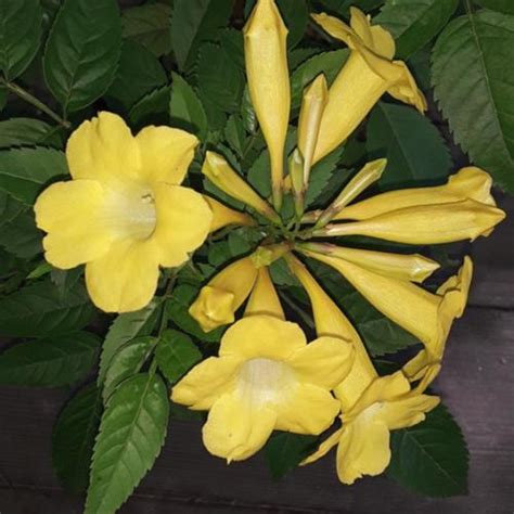 Tecoma Stans Lydia™