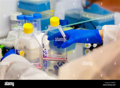 Stem Cells Research Laboratory Stock Photo Alamy