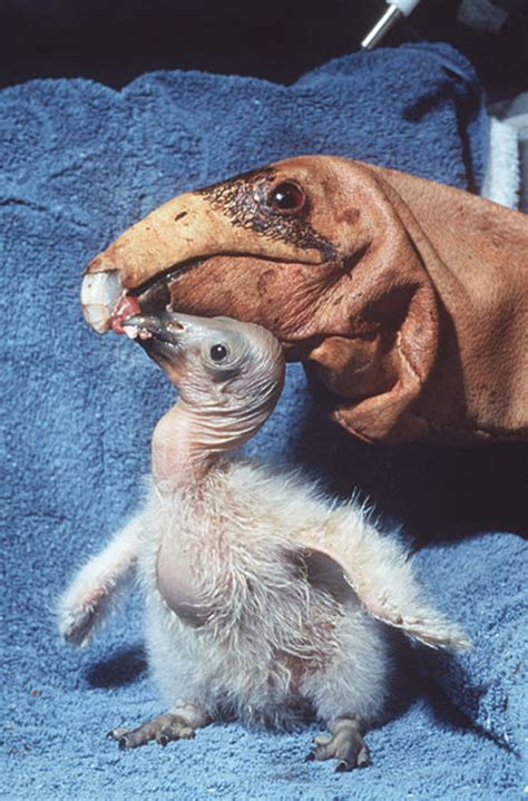 Everything You Need To Know About The California Condor Hubpages