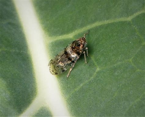 Cixius Nervosus Cixius Nervosus Picture Insect