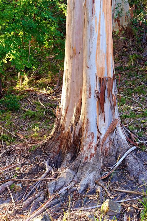 Premium Photo Landscape View Of Stripped Bark Off Tree In Forest