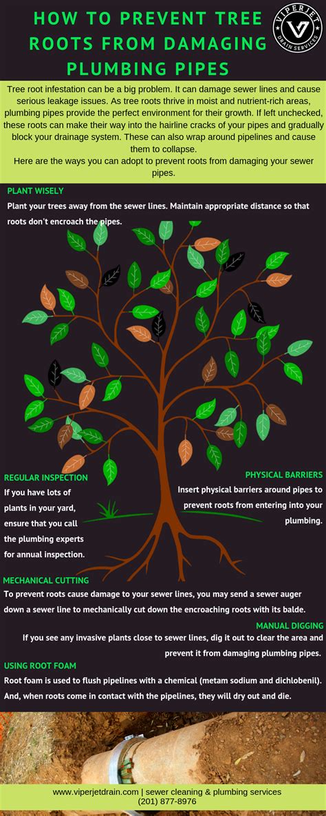 How To Prevent Tree Roots From Damaging Plumbing Pipes INFOGRAPHIC Infographic Plaza
