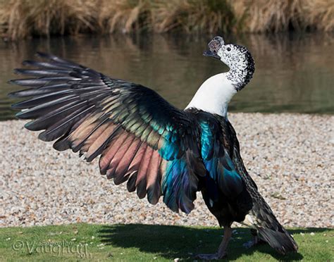 The Sex Crazed Comb Duck And Its Freaky Beak Featured Creature
