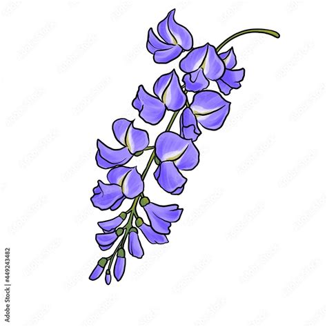 Drawing Flowers Of Wisteria Isolated At White Background Hand Drawn
