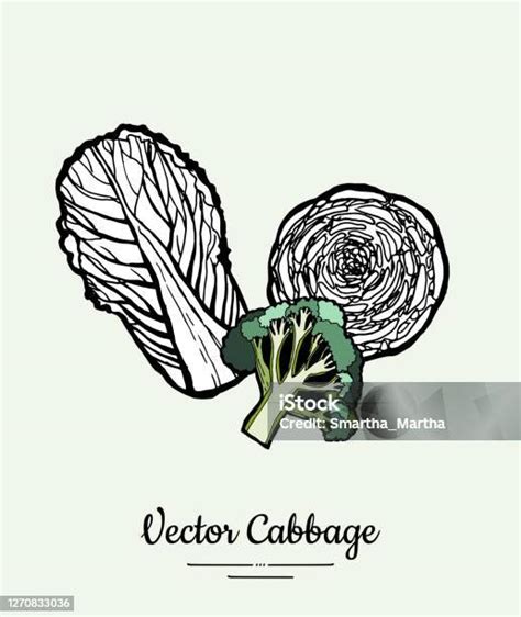 양배추 손으로 그린 일러스트 세트 양배추의 현대적인 그림 채식 포스터를 위한 고립된 녹색 양배추 Capital Region에 대한 스톡 벡터 아트 및 기타 이미지 Istock