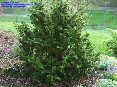 PlantFiles Pictures: Hinoki False Cypress 'Filicoides' (Chamaecyparis ...