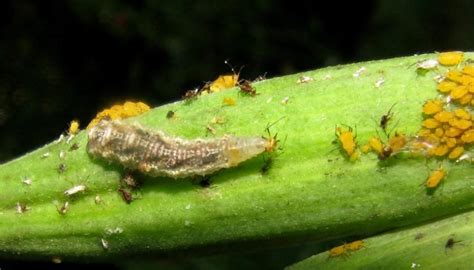 Hover Fly Biocontrol Fact Sheet Cals