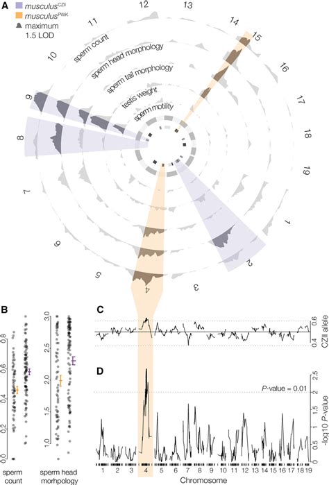 Figure 2 From The Evolution Of Polymorphic Hybrid Incompatibilities In House Mice Semantic Scholar