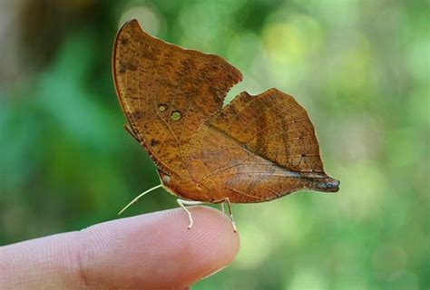 Most Beautiful Butterflies Top 10 Fascinating And Unusual Butterflies