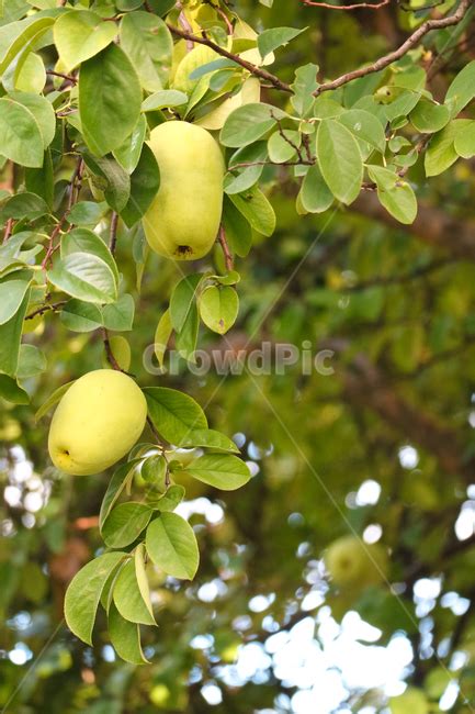 모과 모과나무 과일 열매 가을 사진이미지일러스트캘리그라피 Lhg작가 모과 모과나무 과일 열매 가을 사진이미지일러스트캘리그라피 Lhg작가