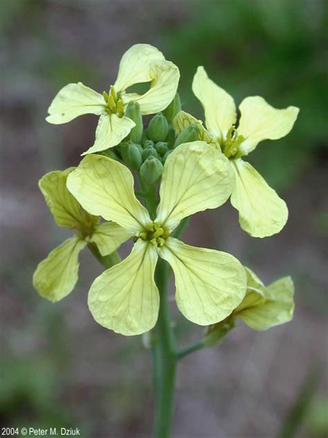 Raphanus Raphanistrum Jointed Charlock Minnesota Wildflowers