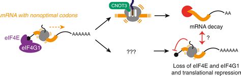 Synonymous Codon Usage Regulates Translation Initiation Cell Reports