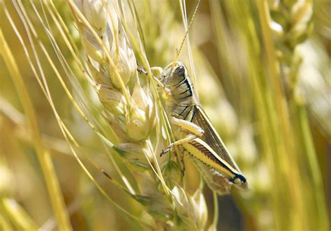 Grasshopper Numbers Middle Of The Road Vary Region To Region The Western Producer