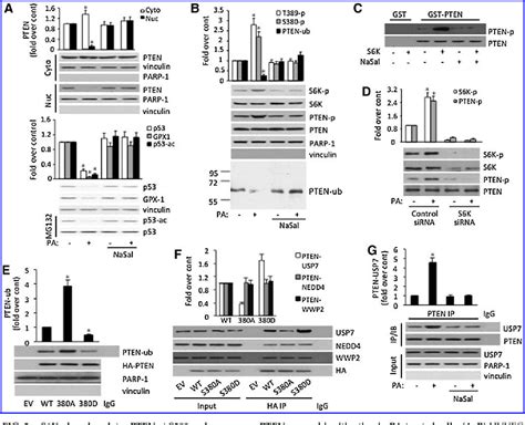 Figure 1 From Pten Phosphorylation And Nuclear Export Mediate Free