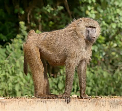 Olive Baboon Wikipedia