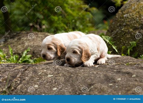 Petit Chiot Anglais De Race Du Cocker Deux Image Stock Image Du Loin
