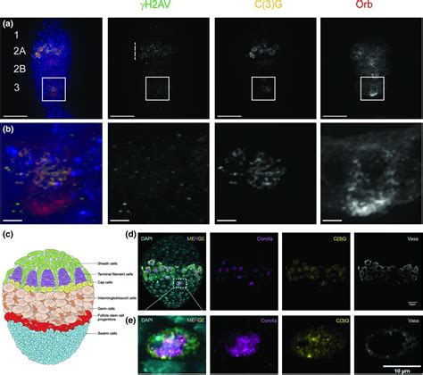 Figure 1 From A Transcriptomics Based Rnai Screen For Regulators Of