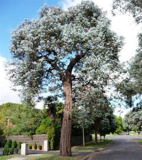 Silver Dollar Eucalyptus Tree
