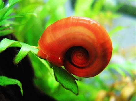 Red Great Ramshorn Snail Large Discount Aquatics