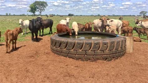 Bebedouro Do Gado Saiba Qual O Melhor Local De Instalação No Pasto