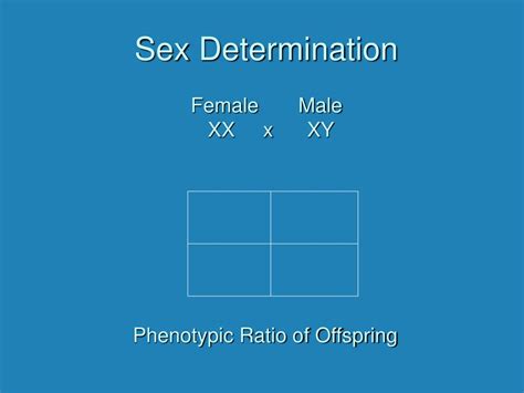 PPT Chromosomal Basis Of Inheritance PowerPoint Presentation Free Download ID