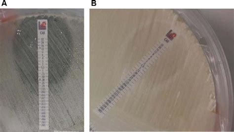 Caspofungin Mic Test Strip With Aspergillus Fumigatus A And