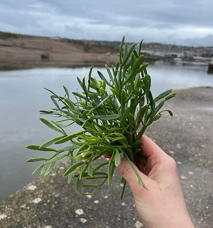 Rock Samphire Harriet Mansell