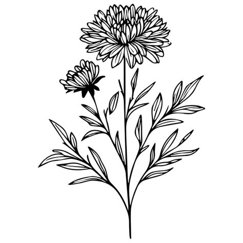 Aster Line Art Vectors And Illustrations For Free Download