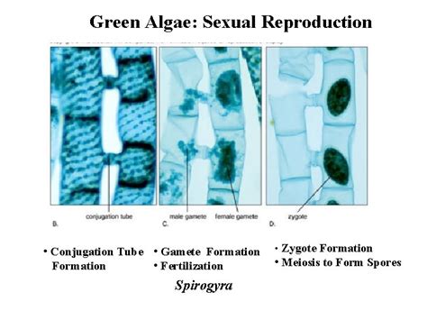 Green Algae Chlorophytes Green Algae Diversity I Chlorella