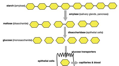 Exam 4 Flashcards Quizlet Exam 4 Flashcards Quizlet
