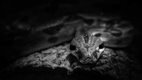 What Does A Python Snake Look Like