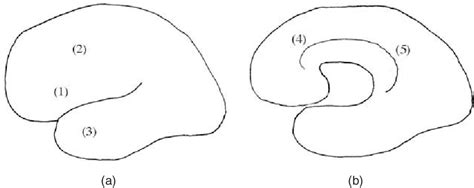 Figure 161 From Chapter 16 The Neural Bases Of Text And Discourse