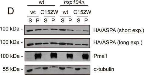 Invitrogen Goat Anti Rat Igg Hl Secondary Antibody Hrp 2 Ml Hrp