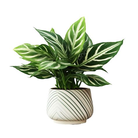 추상 나뭇잎 화분 식물의 공장 꽃무늬 Png 일러스트 및 이미지 에 대한 무료 다운로드 Pngtree