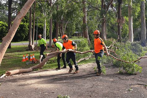 Tree Removal The Lumberjack Tree Service