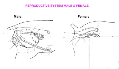 Reproductive System Male Diagram Quizlet