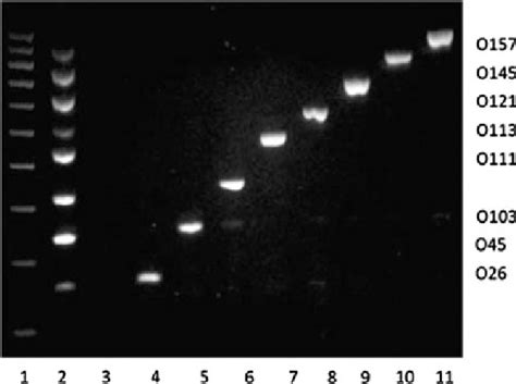 Multiplex Polymerase Chain Reaction M Pcr Assay For Detecting Stec Download Scientific