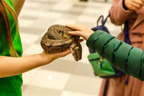 Meet The Reticulated Python World S Longest Snake