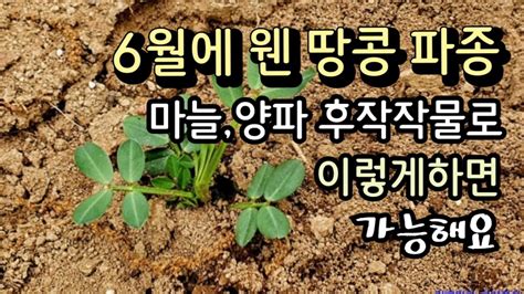 24 87 6월에 웬 땅콩 파종 마늘과 양파 후작작물로 이렇게하면 가능해요 Youtube
