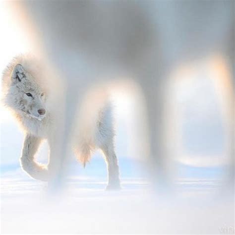 Stream Sensen Lec Ii By Senglar Listen Online For Free On Soundcloud