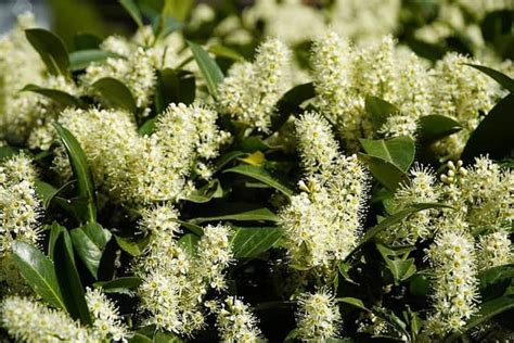 Invasive Plants The Invaders Part 1 Of The Cherry Laurel