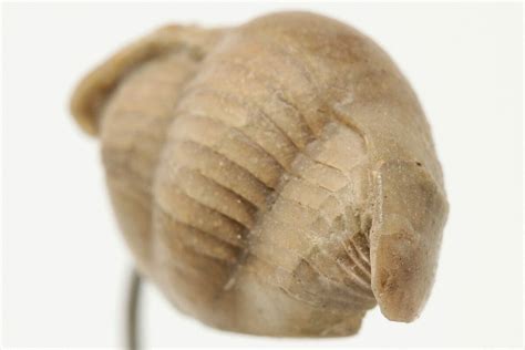 Very Rare Enrolled Panderia Trilobite St Petersburg Russia