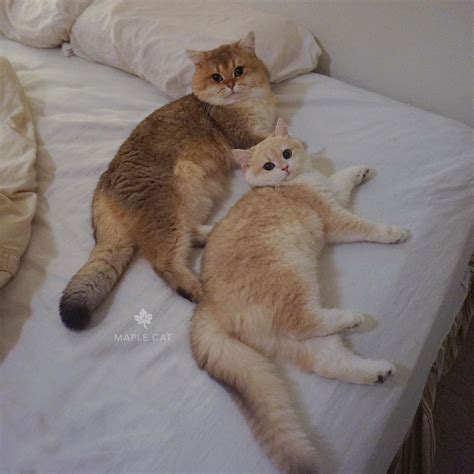 Maple Cat🍁 On Instagram “theres Still Some Room For You On The Bed