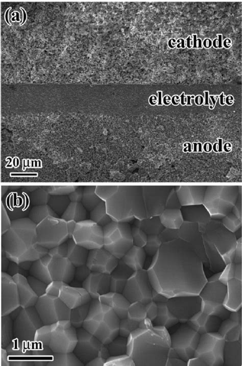A A Typical Microstructure Of A Three Layer Anode Supported Bzy20li Download Scientific