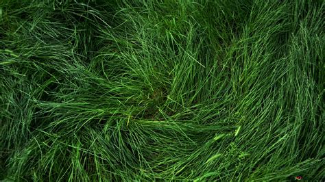 Flattened Grass 2k Wallpaper Download