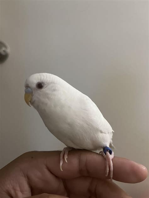 Can You Guys Sex This Parakeet Rparakeets