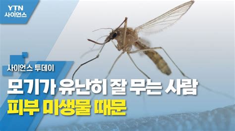 모기가 유난히 잘 무는 사람…피부 미생물 때문 Ytn 사이언스 Youtube